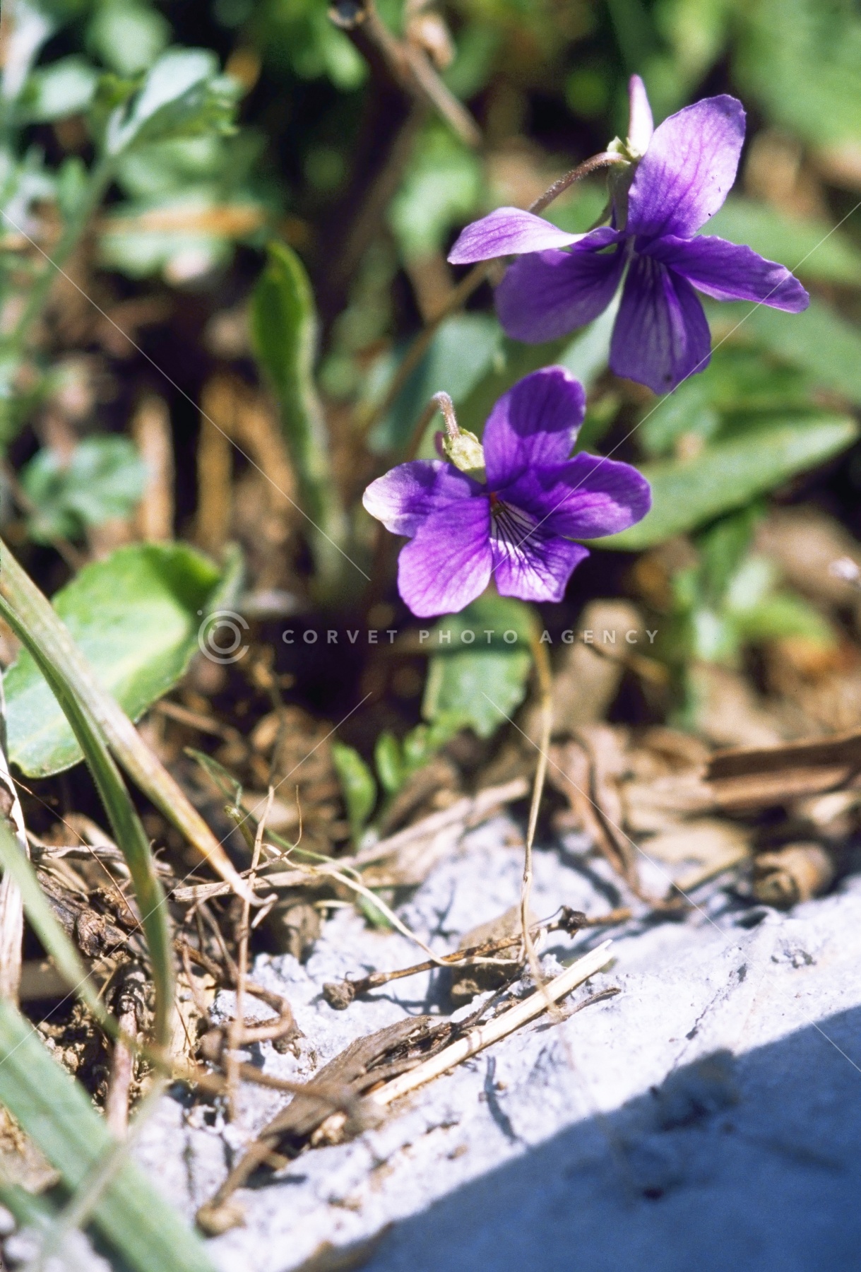 Corvet Photo Agency
