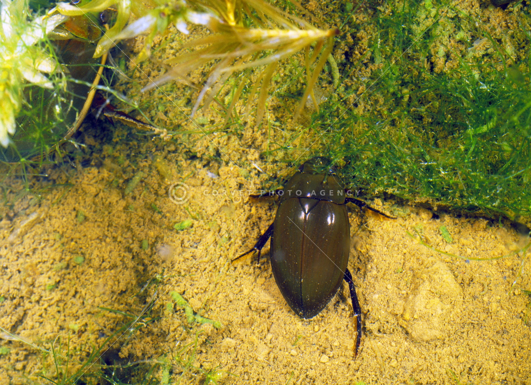 Azonexus Hydrophilus