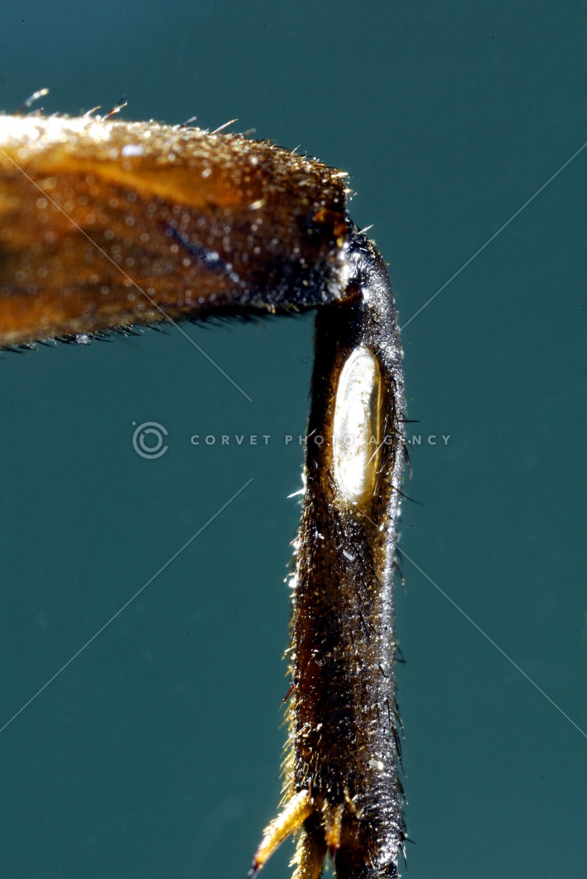 Corvet Photo Agency