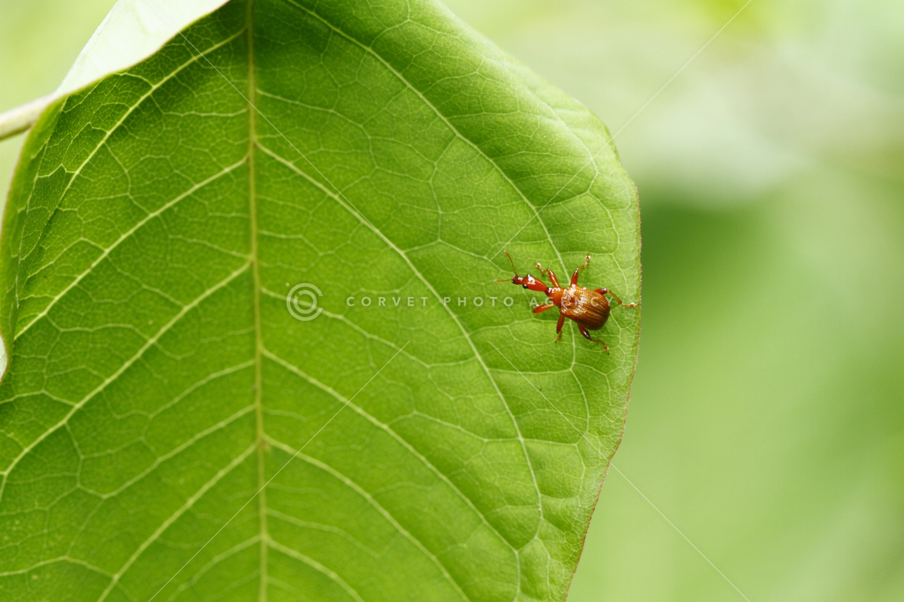 Corvet Photo Agency