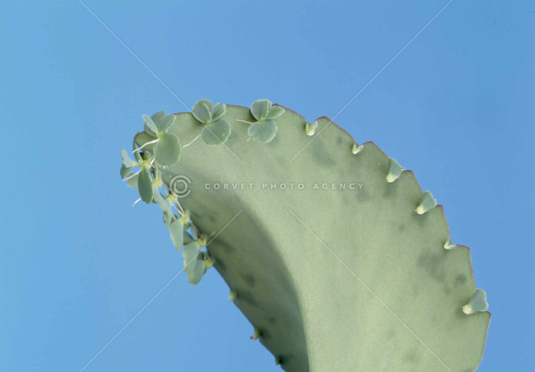Corvet Photo Agency corvet-photo-agency