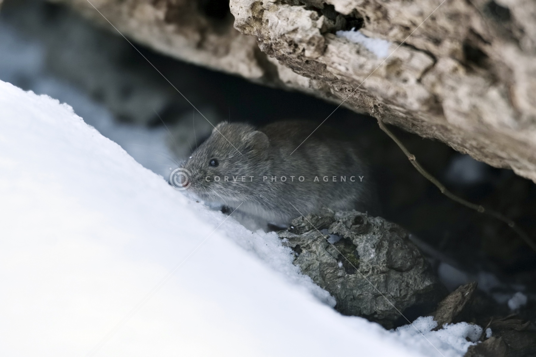 Corvet Photo Agency