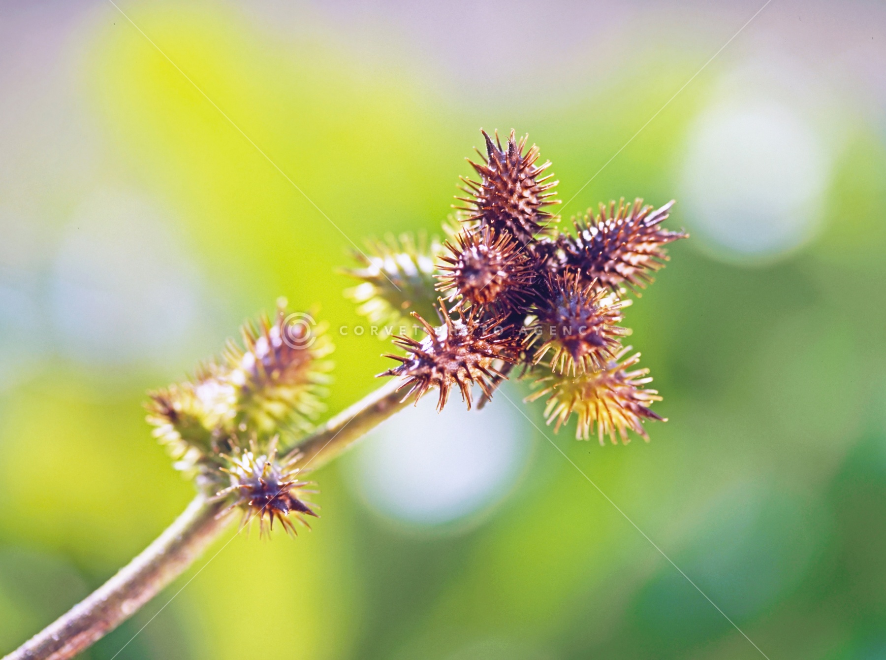 Xanthium Strumarium