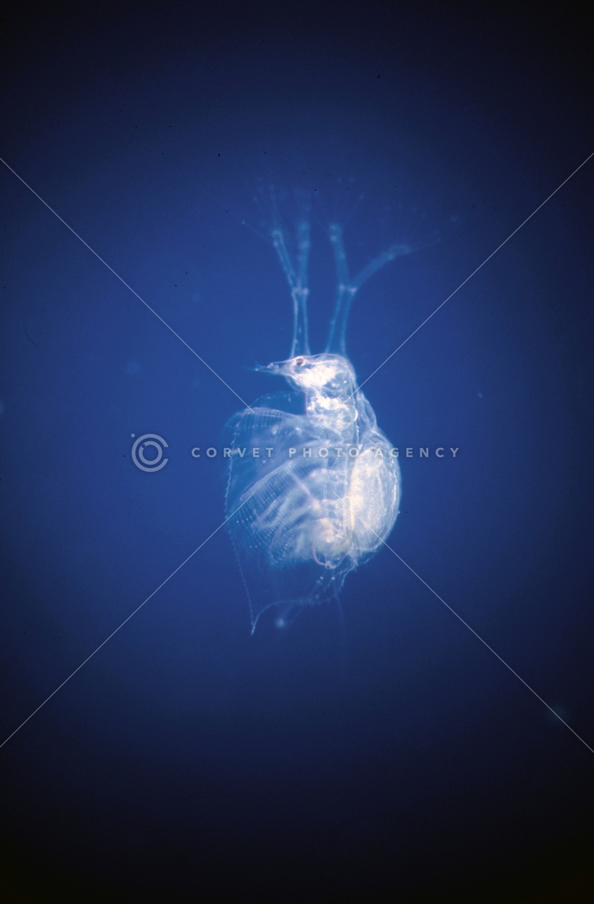 Corvet Photo Agency