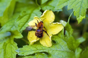 Bombus | Corvet Photo Agency