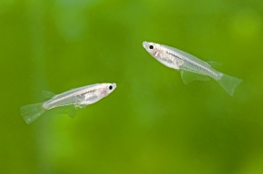 2014/02/19 | Corvet Photo Agency