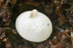 ダニ目 | Corvet Photo Agency