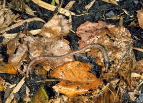 Haplotaxida | Corvet Photo Agency