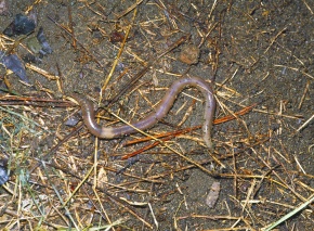 Haplotaxida | Corvet Photo Agency