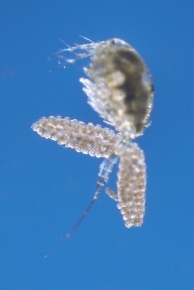 ケンミジンコ目 | Corvet Photo Agency