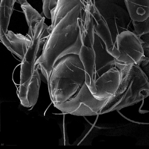 ダニ目 | Corvet Photo Agency