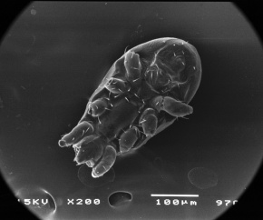 ダニ目 | Corvet Photo Agency