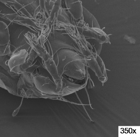 ダニ目 | Corvet Photo Agency