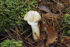 フウセンタケ科 | Corvet Photo Agency