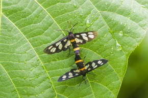 カノコガ属 | Corvet Photo Agency