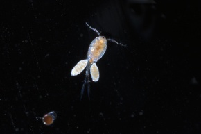 ケンミジンコ目 | Corvet Photo Agency