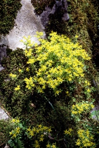 マンネングサ属 | Corvet Photo Agency