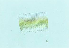 オビケイソウ科 | Corvet Photo Agency