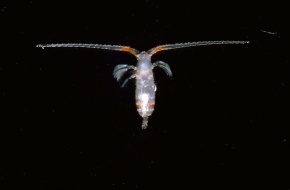 カラヌス目 | Corvet Photo Agency