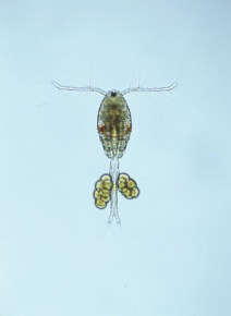 Oithona | Corvet Photo Agency