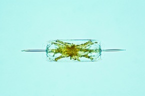 リソデスミウム科 | Corvet Photo Agency