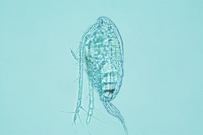 Acrocalanus属 | Corvet Photo Agency