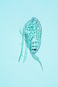 Acrocalanus属 | Corvet Photo Agency