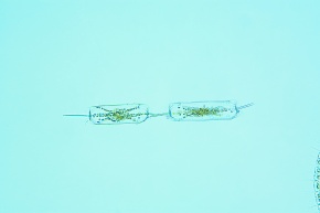 リソデスミウム科 | Corvet Photo Agency