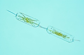 リソデスミウム科 | Corvet Photo Agency