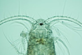 Acrocalanus属 | Corvet Photo Agency