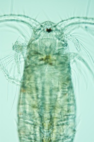 Acrocalanus属 | Corvet Photo Agency