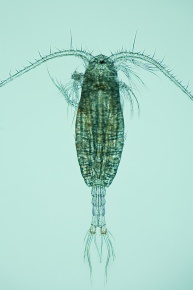 Acrocalanus属 | Corvet Photo Agency