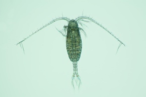 Acrocalanus属 | Corvet Photo Agency