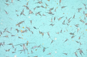 カラヌス目 | Corvet Photo Agency