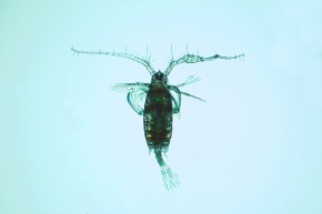 Labidocera属 | Corvet Photo Agency