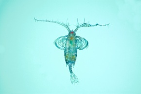 Labidocera属 | Corvet Photo Agency