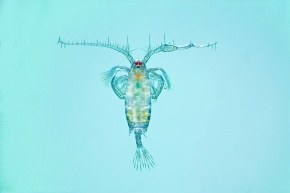 Labidocera属 | Corvet Photo Agency