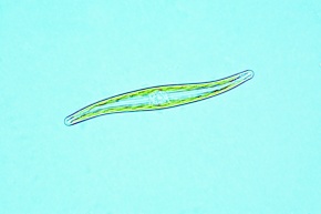 Gyrosigma | Corvet Photo Agency