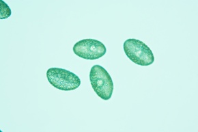 倍率50 | Corvet Photo Agency