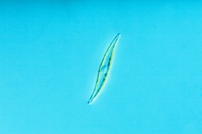 Gyrosigma | Corvet Photo Agency