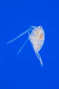 カラヌス目 | Corvet Photo Agency