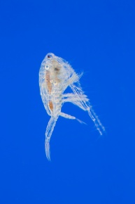 カラヌス目 | Corvet Photo Agency