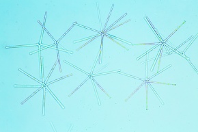 オビケイソウ科 | Corvet Photo Agency