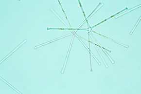 オビケイソウ科 | Corvet Photo Agency