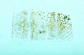 リソデスミウム科 | Corvet Photo Agency