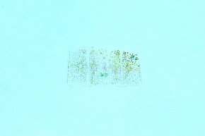 リソデスミウム科 | Corvet Photo Agency