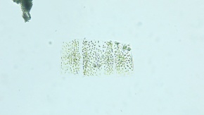 リソデスミウム科 | Corvet Photo Agency