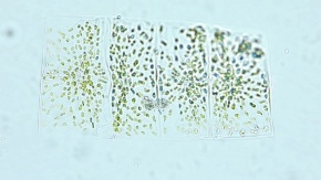 リソデスミウム科 | Corvet Photo Agency