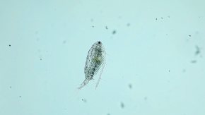 カラヌス目 | Corvet Photo Agency