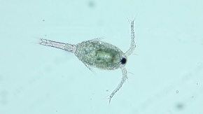 ケンミジンコ目 | Corvet Photo Agency